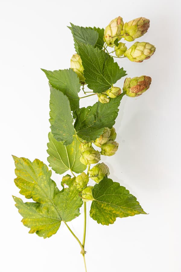 Close Up View of Single Hop Cone with Leaf. Isolated on White Stock ...