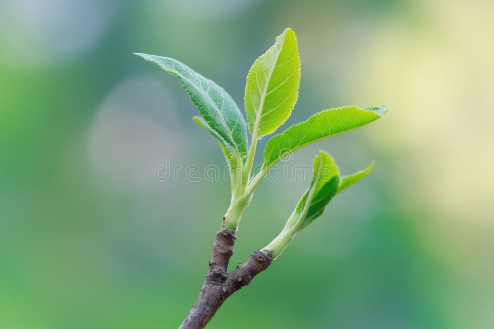 A Close-up View of a Single Leaf on a Tree Branch, Highlighting Its ...