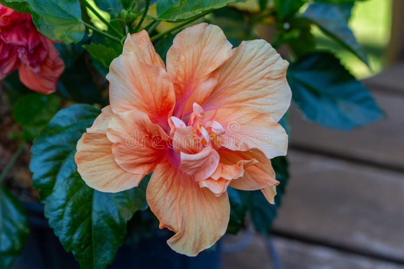 Close Up View Of A Single Salmon Pink Double Hibiscus Flower Stock