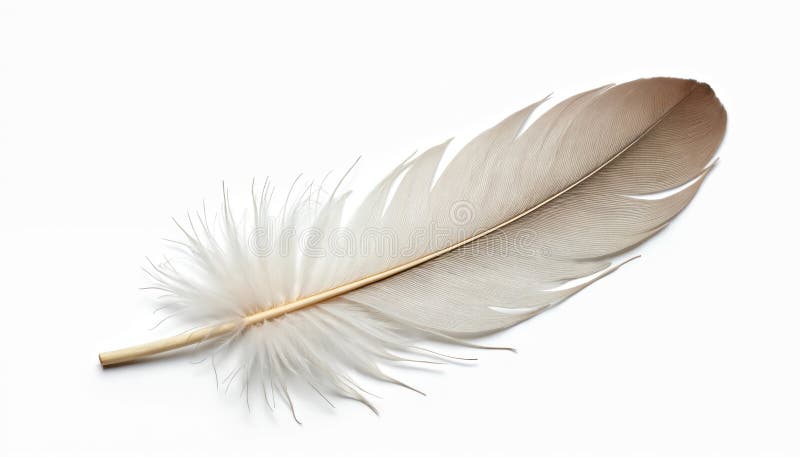 Close-up View of Single White Feather. Softness, Delicate Texture ...