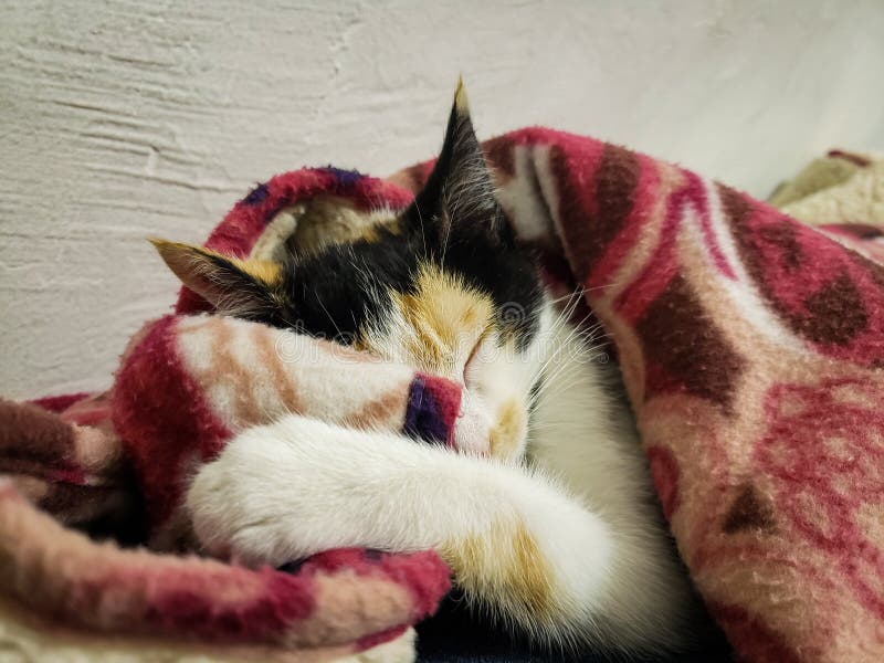 Close Up View of a Sleeping Cat Under a Cover Stock Image - Image of ...