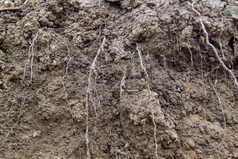 View of Slice of Soil with Roots and Grass from Above Stock Photo ...