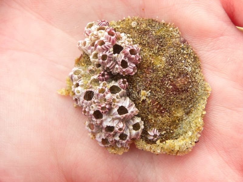 Sea Sponge 1 stock image. Image of southern, sponges - 53997641