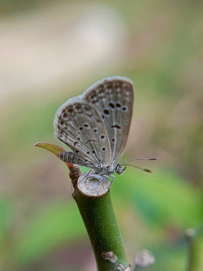 Close-up View of a Small Butterfly on a Twig Stock Photo - Image of ...