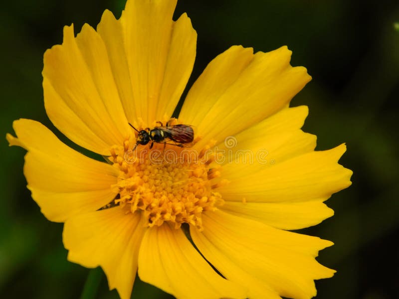 Small Carpenter Bee on a Yellow Daisy. Stock Photo - Image of gardens ...
