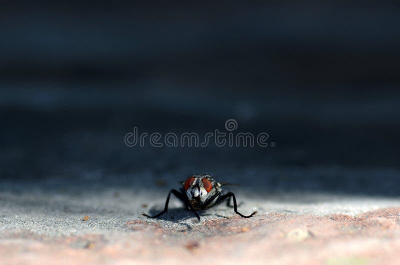 Fly standing on the ground stock image. Image of details - 107239169
