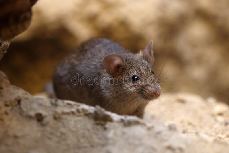 A small mouse stock photo. Image of mammal, little, furry - 262519578