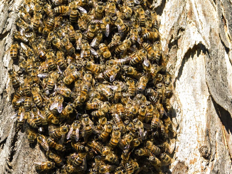 Swarm of Bees stock photo. Image of insect, apis, bees - 247715792