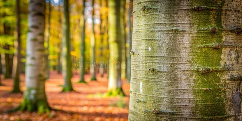 Close Up View of the Smooth Bark of a Beech Tree AI-Generated Content ...