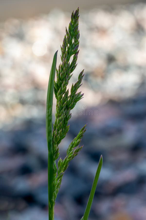 Close-up View of Smooth Meadow-Grass Stock Image - Image of macro ...