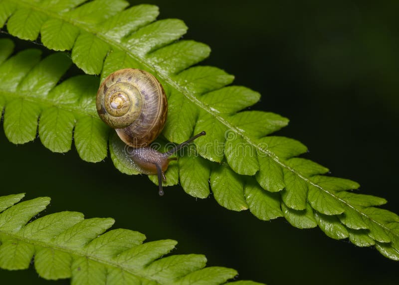 A Close-up View of a Snail Going Down a Fern Branch Stock Image - Image ...