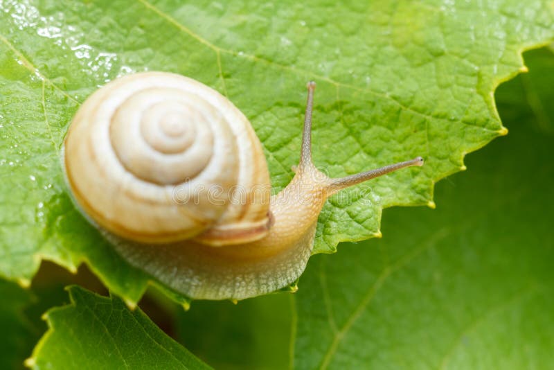 Close-up View of Snail on Green Leaf Stock Image - Image of animal ...