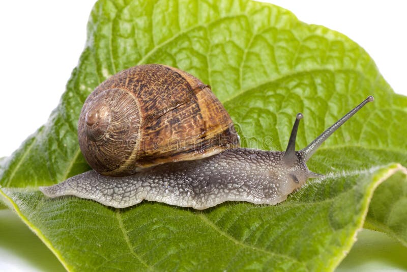 Snail on white stock image. Image of antenna, slimy - 105944573