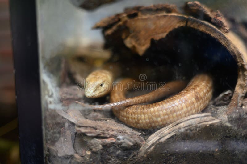 A Close-up View of a Snake Inside a Terrarium with a Wooden Hideout ...