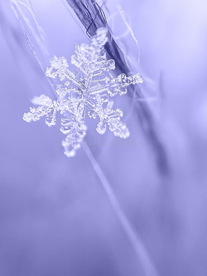 Close Up View of Snowflake Falling Down Stock Image - Image of winter ...