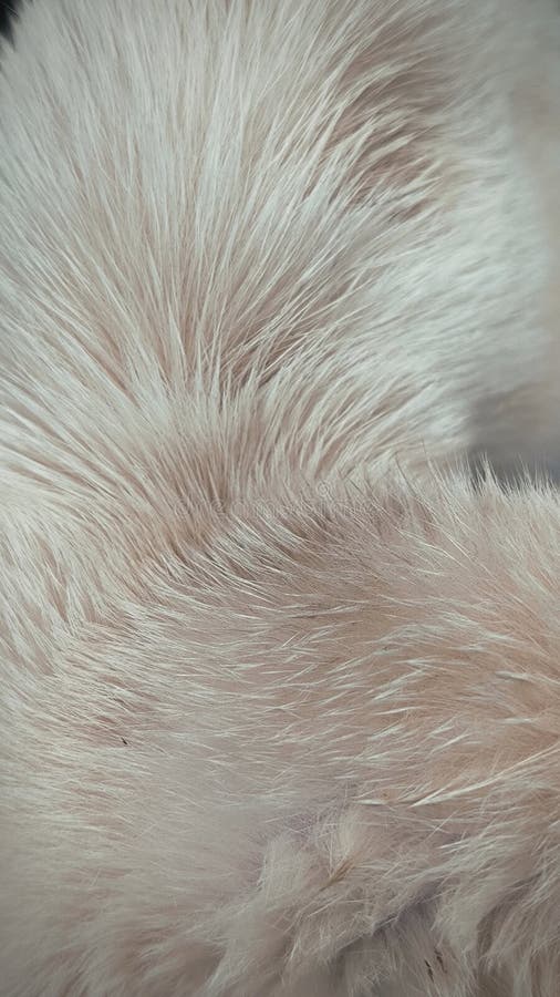 Close-up View of Soft, Light-grey Fur Stock Image - Image of grey ...