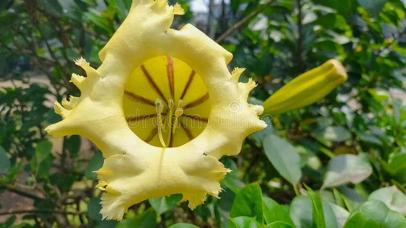 Close Up View of Solandra Grandiflora Thriving in the Courtyard Stock ...