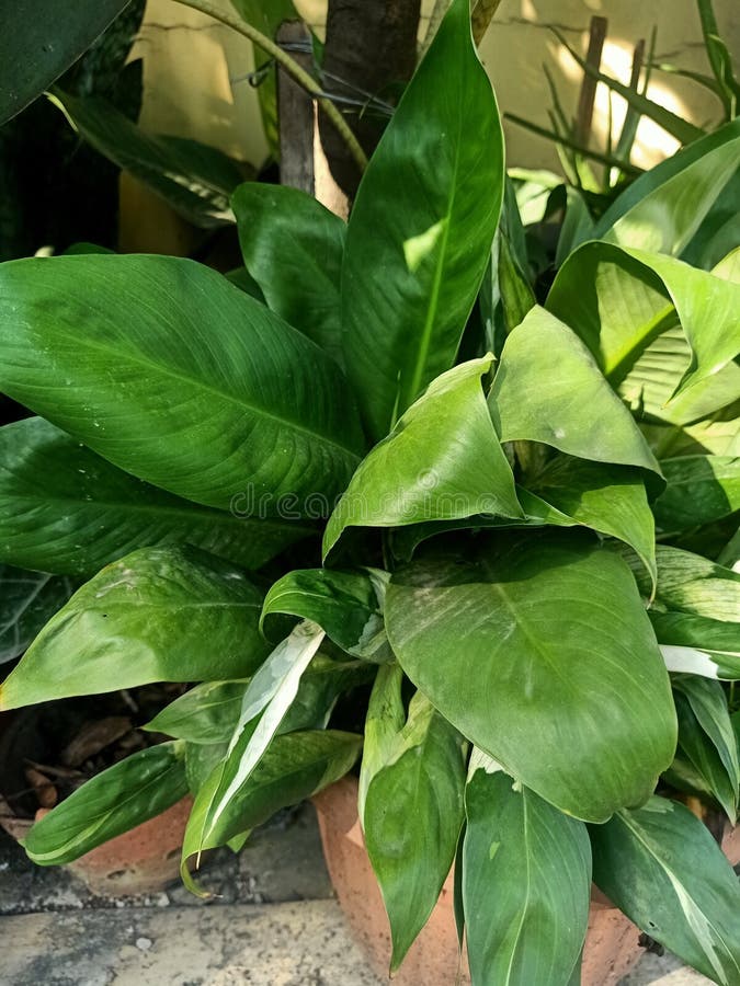 Close Up View of Spathe Flower Plant Stock Image - Image of plant ...