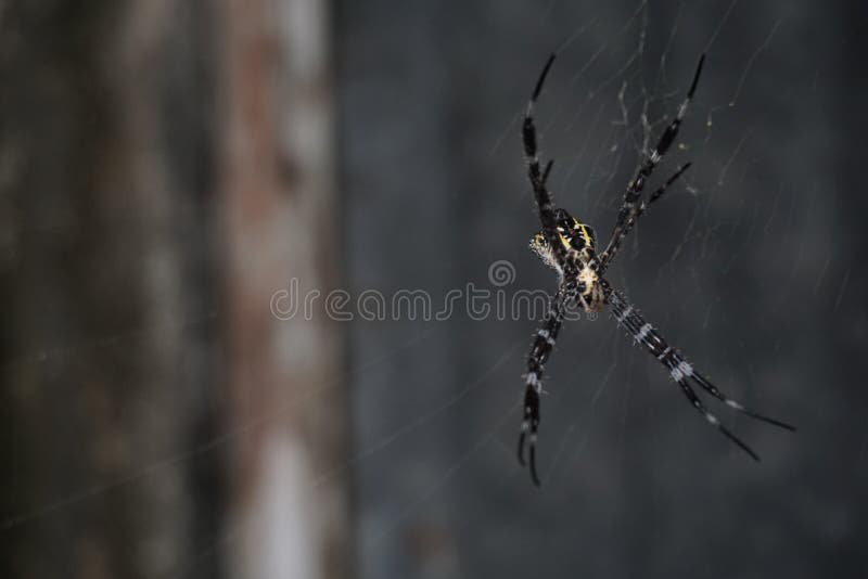 A Spider Hanging on the Web Stock Photo - Image of animal, trap: 265304570