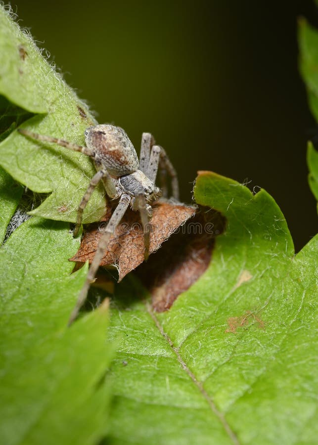 A Close-up View of a Spider on a Leaf in the Forest Stock Image - Image ...