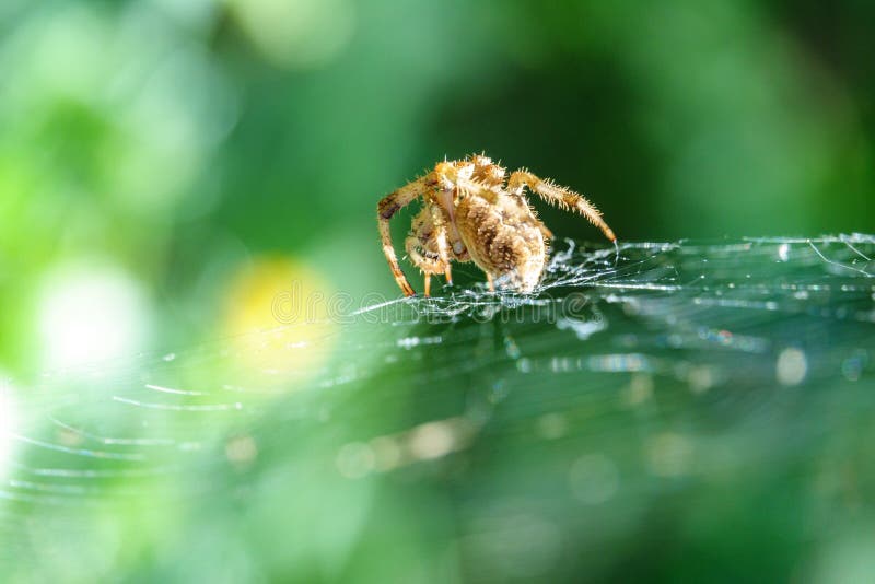 Close-up View of Spider Over Spiderweb Stock Image - Image of spider ...