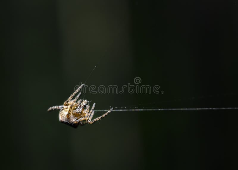 Close-up View of a Spider Pulling a Web Thread Stock Image - Image of ...