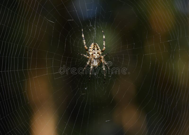 A Close-up View of a Spider Weaving a Web Stock Image - Image of ...