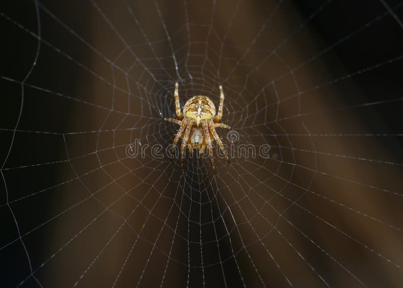 A Close-up View of a Spider Weaving a Web Stock Photo - Image of ...
