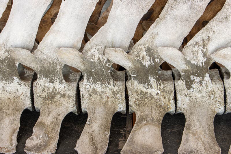Close-up View of the Spine with the Vertebrae of a Whale Stock Photo ...