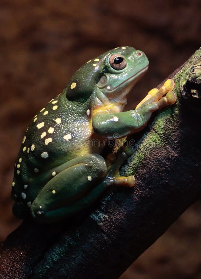 221 Yellow Spotted Tree Frog Stock Photos - Free & Royalty-Free Stock ...