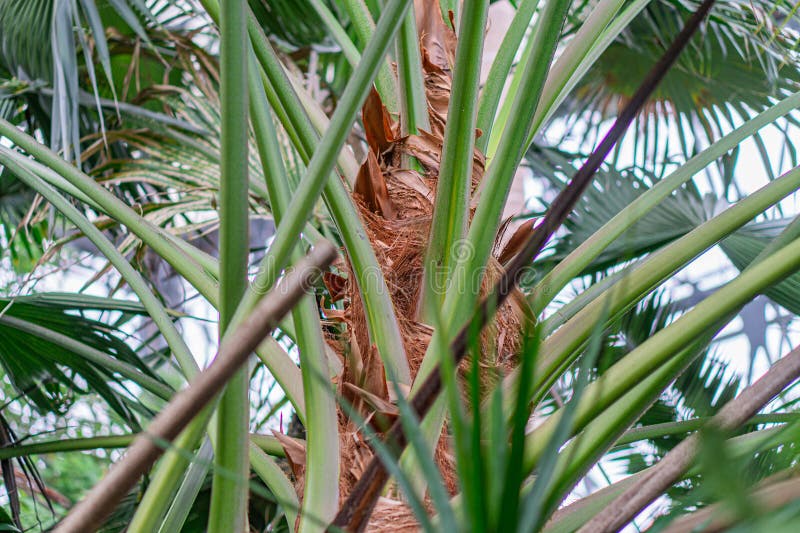 Close-up View of a Split Palm Tree Trunk Revealing Layers, Creating a ...