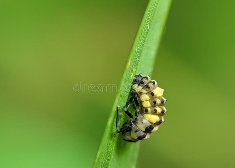 Close Up View Spotted Beetle Larva. Stock Image - Image of arthropod ...