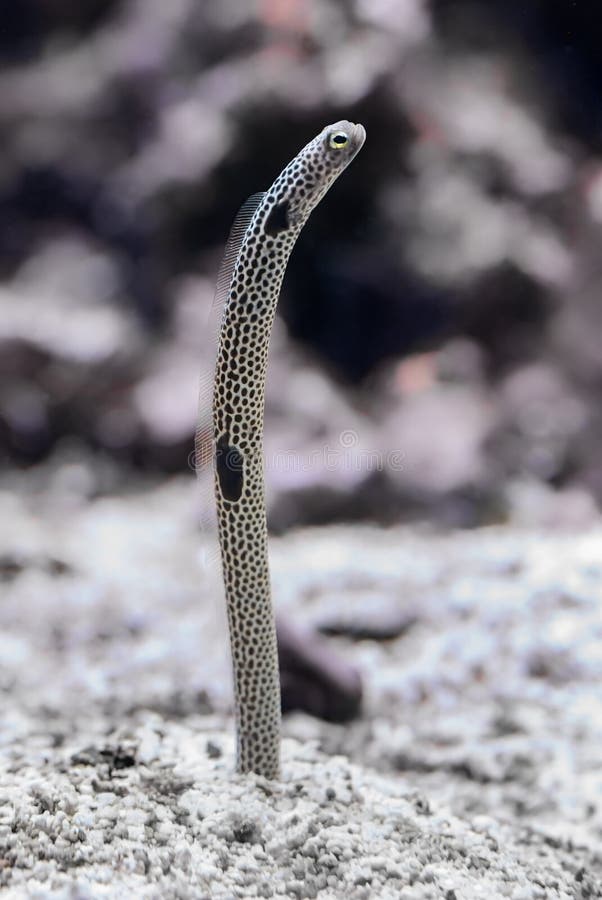 Close-up View of a Spotted Garden Eel Stock Image - Image of fishtank ...