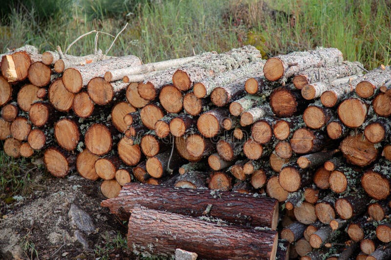A Close-up View of a Stack of Freshly Cut Logs in a Forest ...