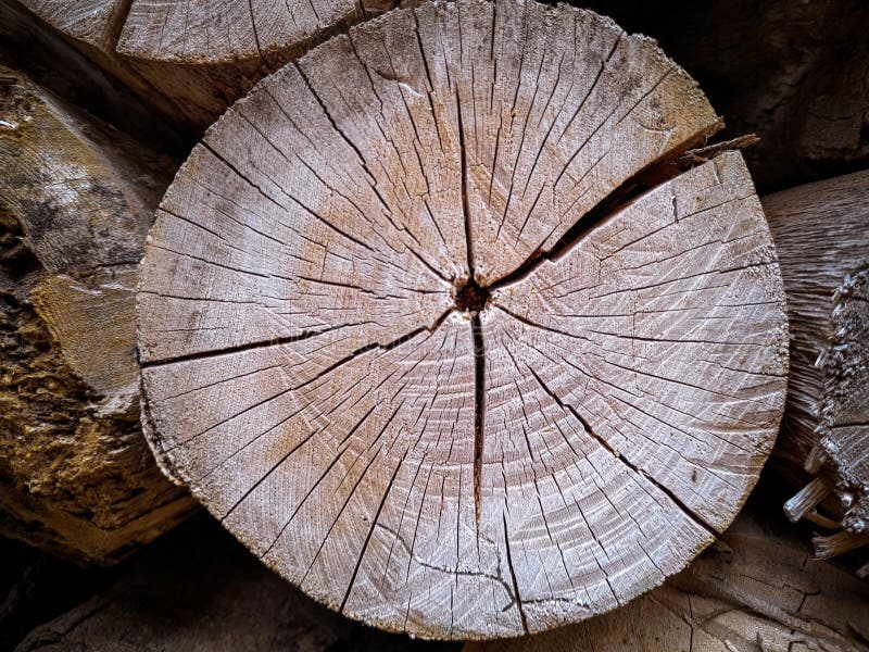 Close-up View of Stacked Tree Trunk Sections, Showing Circular Cross ...