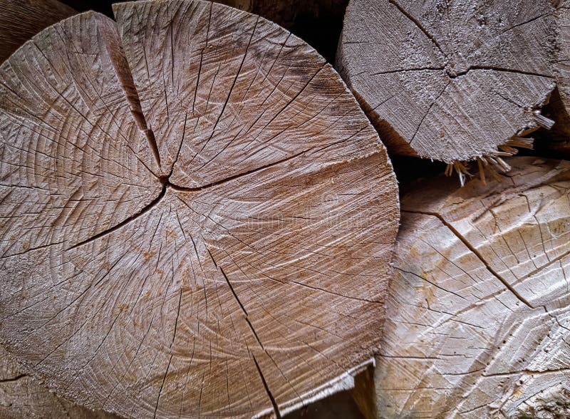 Close-up View of Stacked Tree Trunk Sections, Showing Circular Cross ...