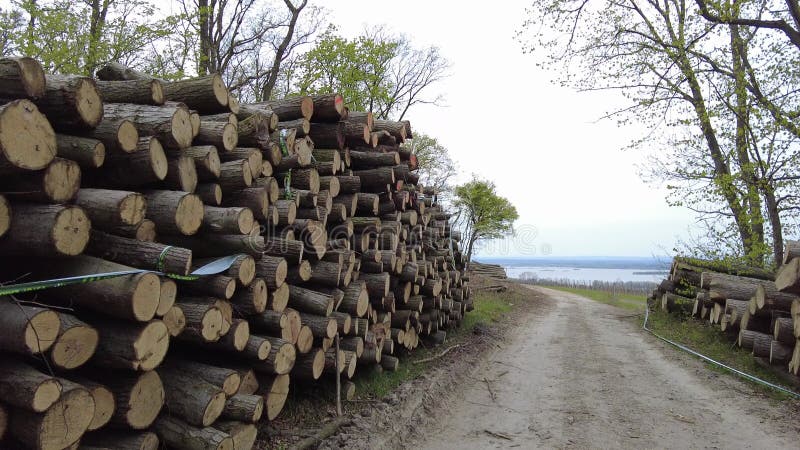 Stacked Logs in Forest after Timber Harvesting Stock Footage - Video of ...