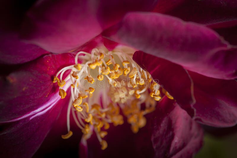 Close up view of stamen. stock photo. Image of rose, flora - 72519322