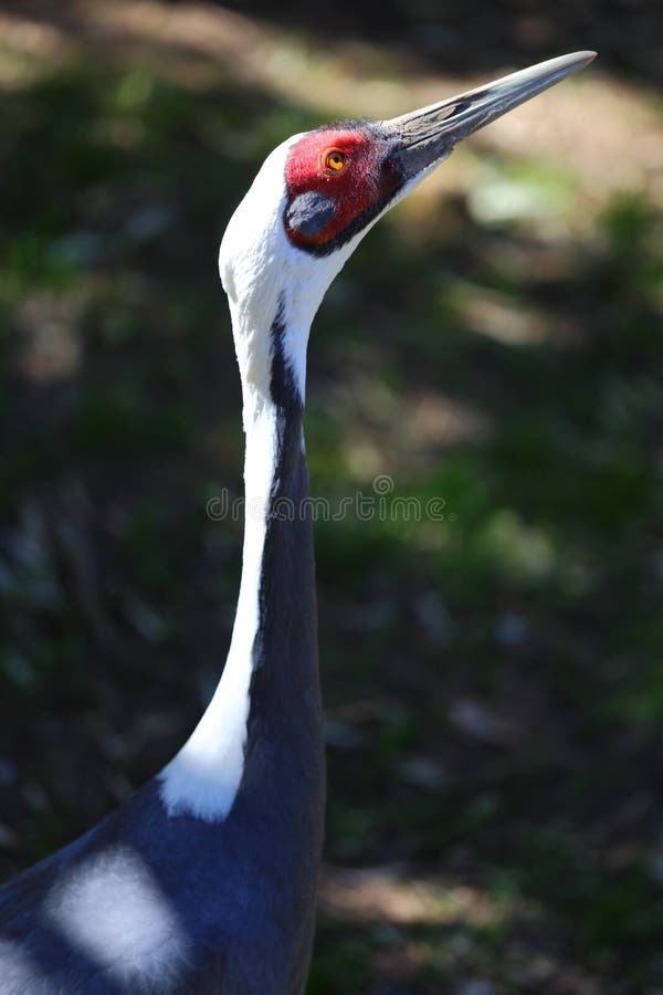 Stork stock photo. Image of nature, stork, fauna, wildlife - 29820902