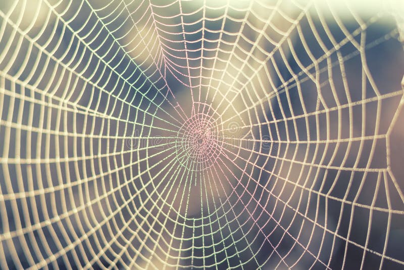 Strings of a Spider S Web in Back Light in Forest Stock Photo - Image ...