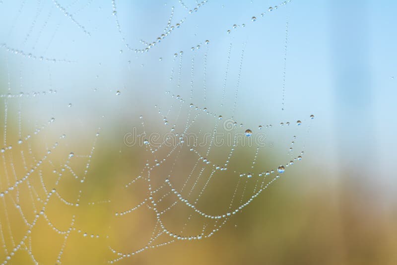 Close Up View of the Strings of a Spiders Web. Spider Web with C Stock ...