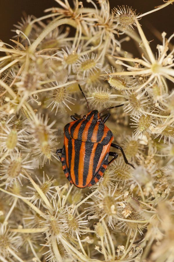 Striped shield bug stock image. Image of stink, small - 105942897