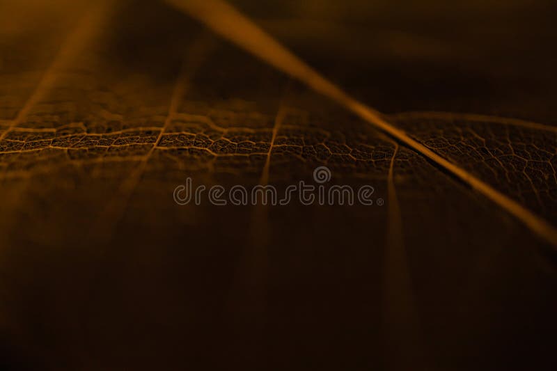 A Close-up View of the Structure of a Leaf Stock Image - Image of ...