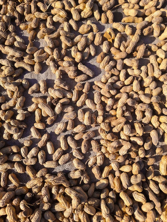 Close-Up View of Sun-Dried Peanuts on a Mesh Surface in Harvest Setting ...