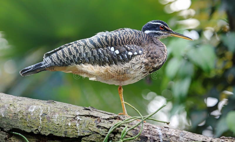 Head of a Sunbittern Bird with a Long Pointed Beak Stock Image - Image ...