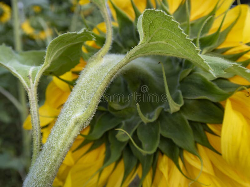 Close-up View of the Sunflower Stem and Leaf Behind the Flower Stock ...