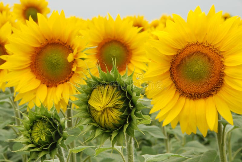 Close-up View of Sunflowers Stock Image - Image of bright, outside ...
