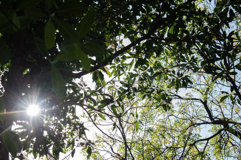 Close-up View of Sunlight through Mango Tree Canopy Stock Image - Image ...