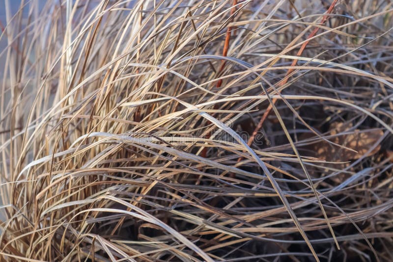 Close Up View at the Surface of Reed Stock Image - Image of nature ...