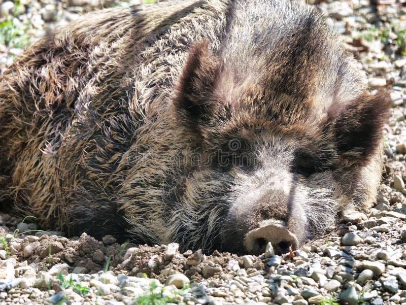 Close-up View of a Sus Scrofa Attila Sleeping on the Grainy Ground ...